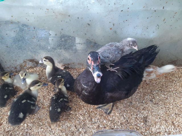 Индоутка с утятами и цыплятами