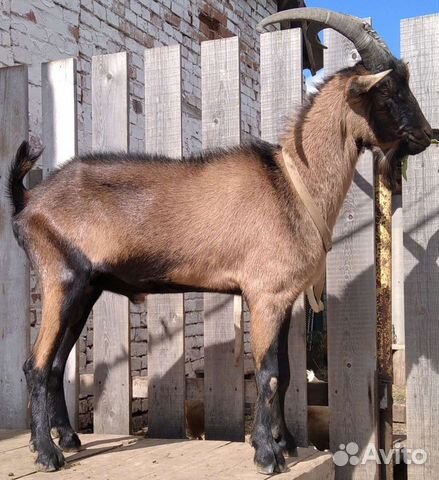 Альп. Вязка. Продажа. Обмен