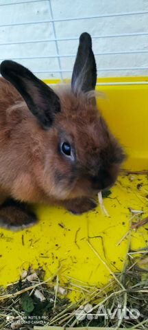 Декоративный кролик