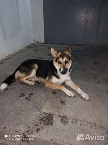 Помесь Овчарки