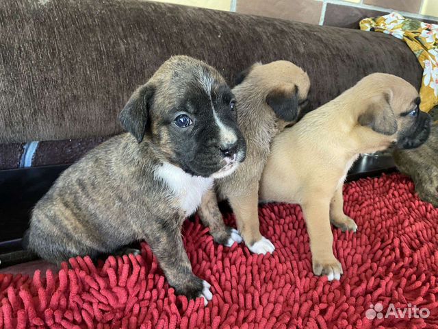 Щенки боксера