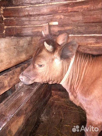 Тёлка без прививок