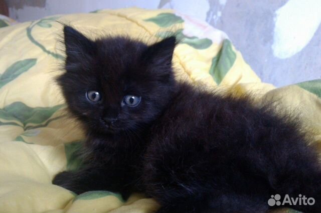Котенок черный пушистый