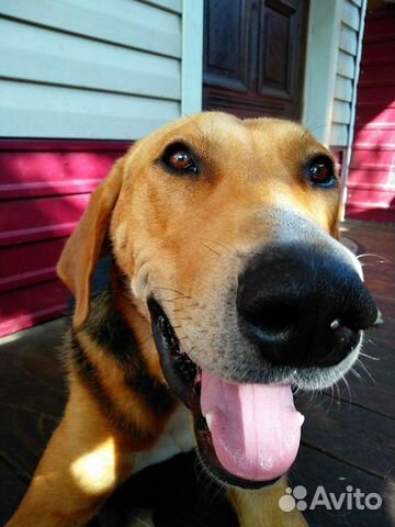 Собака в добрые руки