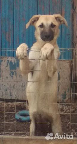 Возьми друга из приюта щенок в добрые руки