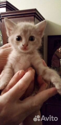 Милашка Василек