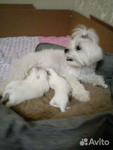 Мальтийская болонка mini