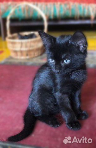 Котенок черный мальчик