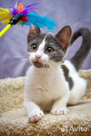 Великолепная котенок Куколка прекрасная игруня ище