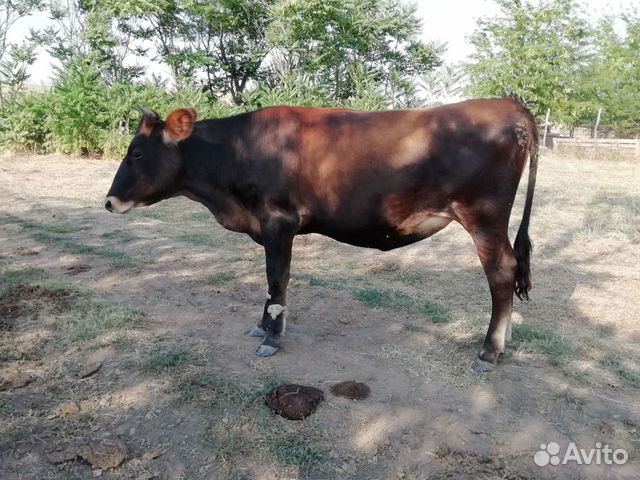 Корова высокоудойная