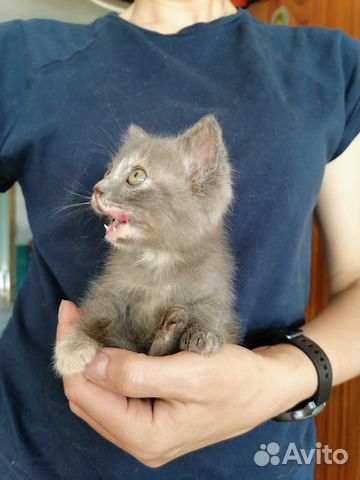 Кошка в дар