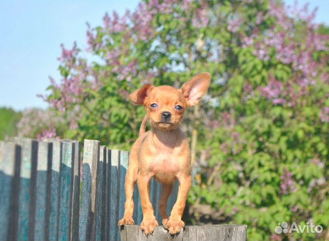 Мраморные тойчики