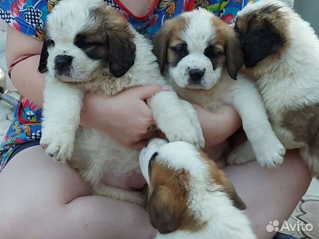 Щенки сенбернара