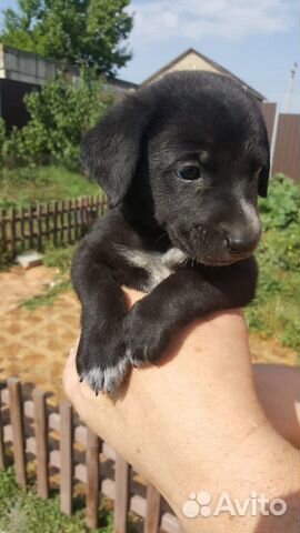 Прелестный щенок Жорик в добрые руки