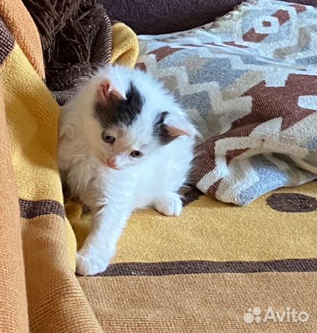 Отдам даром игривого котенка