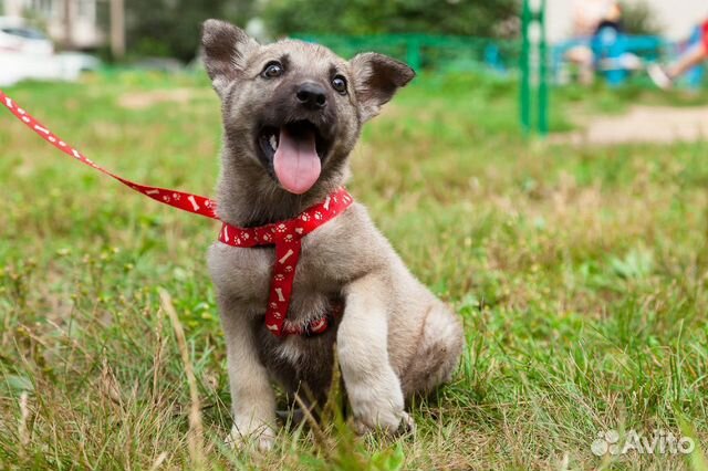 Элис ищет дом