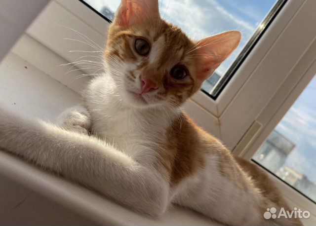Котёнок 5 месяцев