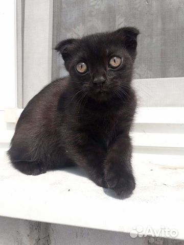 Шотландский котёнок бесплатно