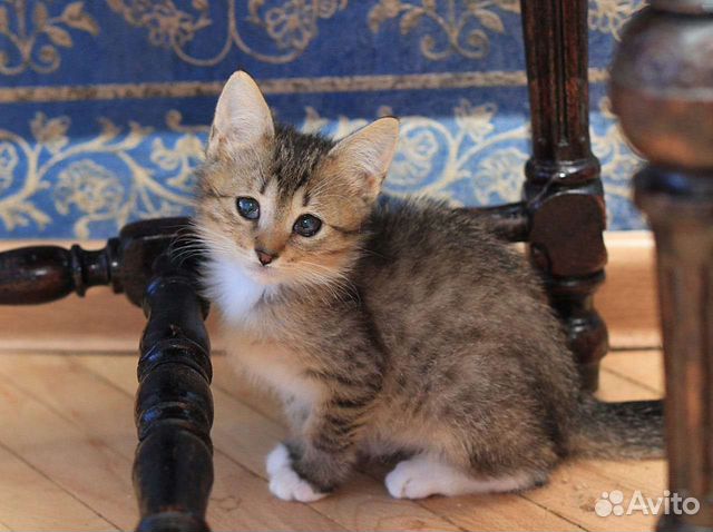 Отдаём кошечку 2 месяца