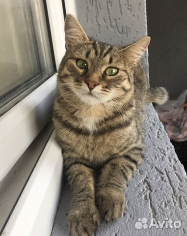 Стерильная кошка Наташа