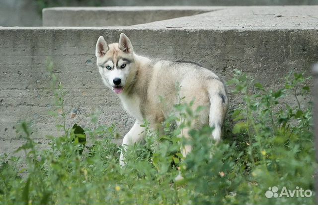 Собака
