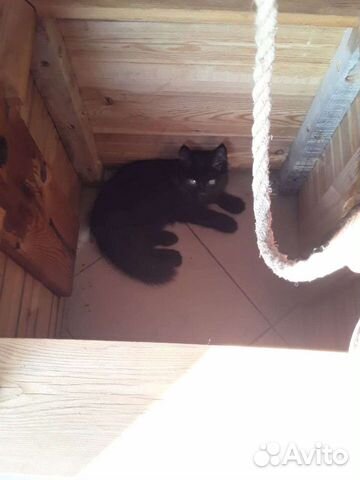 Кошка в дар