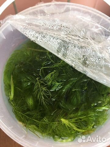 Растения в аквариум