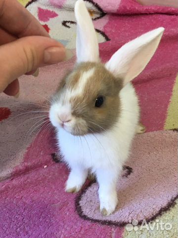 Декоративный крольчонок