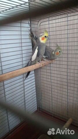 Пара карелла в месте с большой клеткой