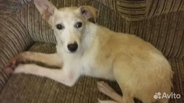 Щенок в добрые руки бесплатно