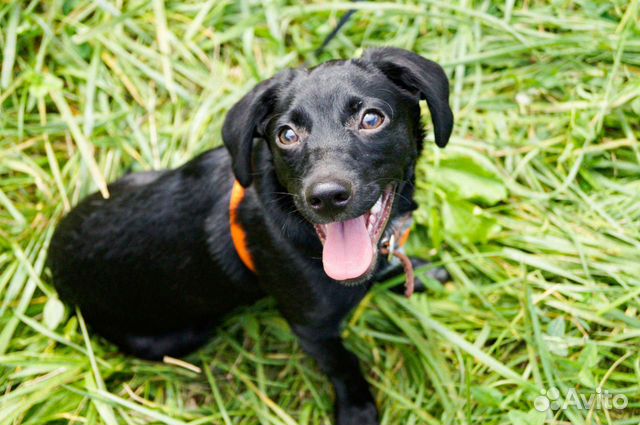 Щенок Стелла в добрые руки