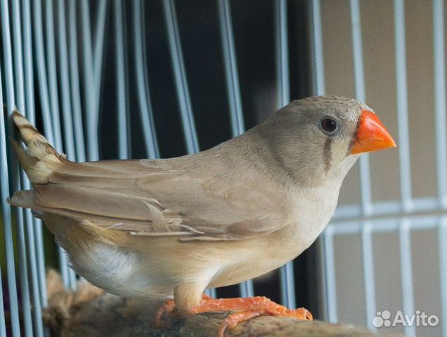 Зебровые амадины девочка