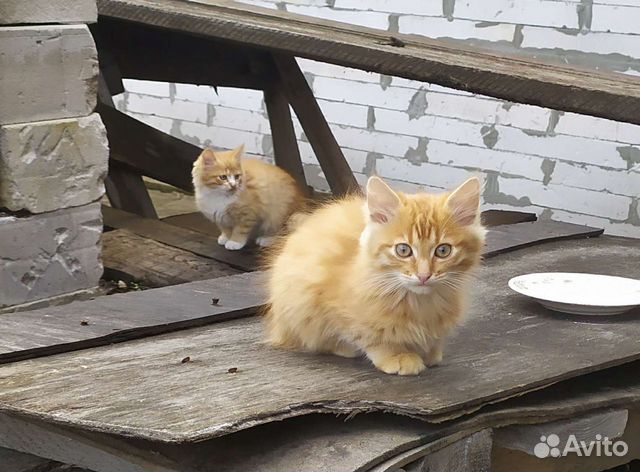 Рыжие котята замёрзнут