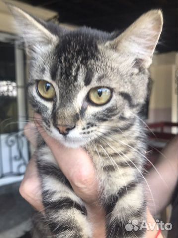 Кошка