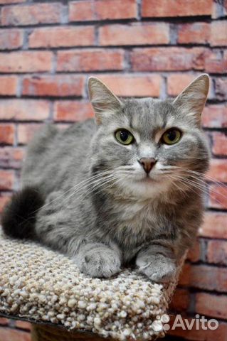 Кошечка Алиса 2 года ищет дом