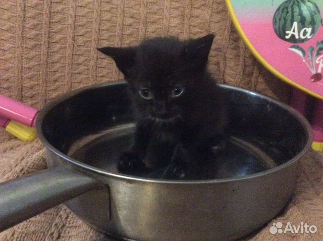 Отдам черного котенка(котика) в хорошие руки