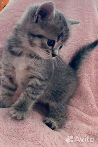 Великолепные шотландцы