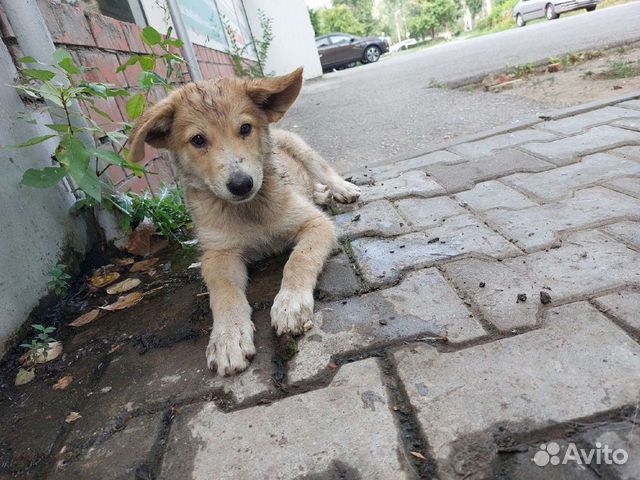 Клайд в добрые ручки