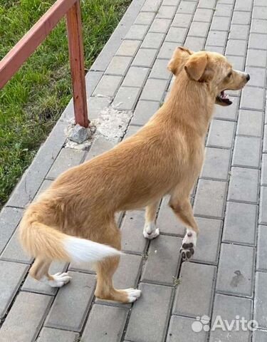 Рыжий лисёнок щенок в добрые руки