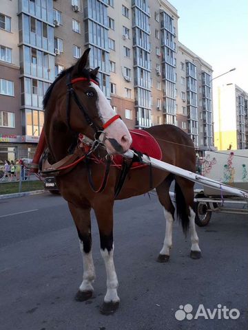 Лошадь