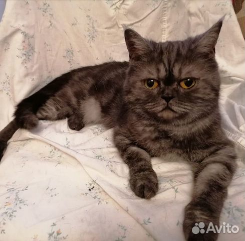 Шотландская кошка бесплатно мо и Москва