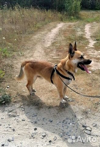 Собака, мальчик, б/п, ищет добрых хозяев