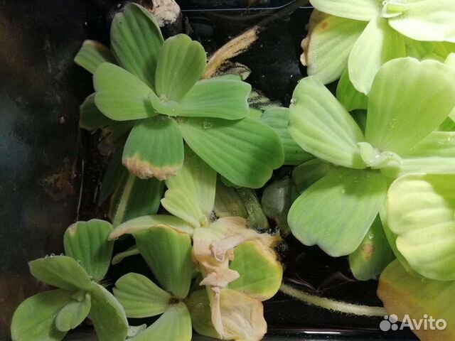 Пистия телорезовидная / Pistia stratiotes