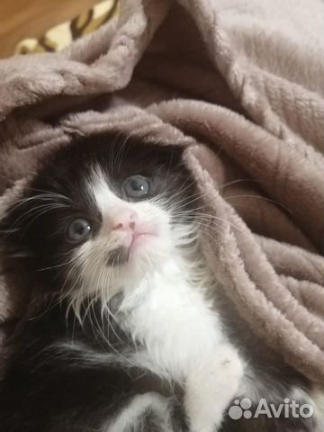 Вислоушка Фея в добрые руки