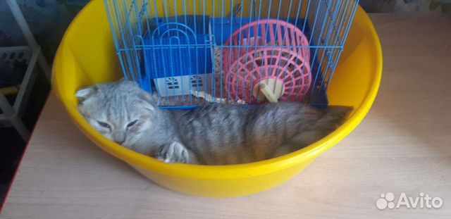 Котенок шотланка