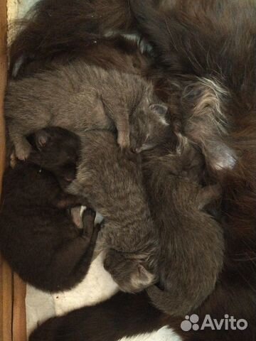 Отдаю котят в добрые руки