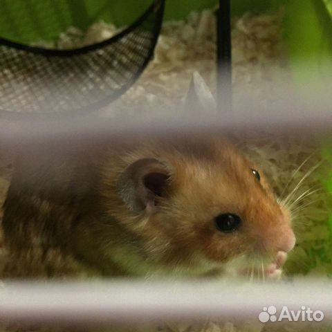 Сирийский хомяк