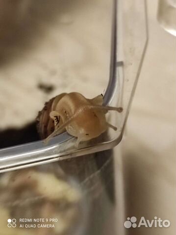 Улитки ахатины