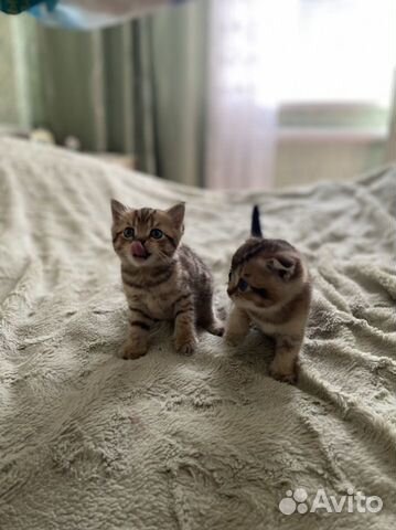 Шотландская