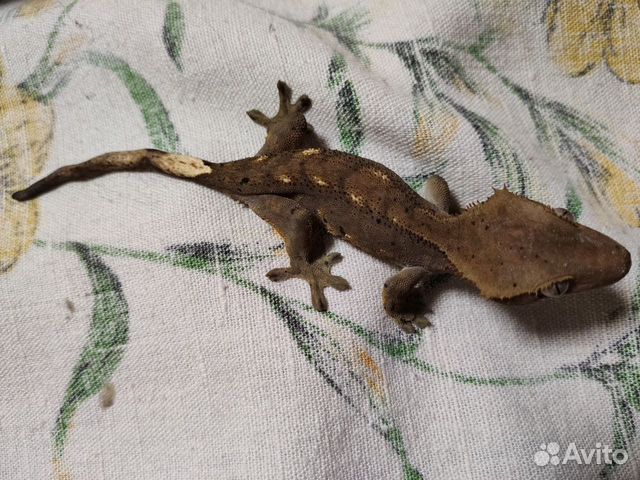 Бананоед, самец, 6мес
